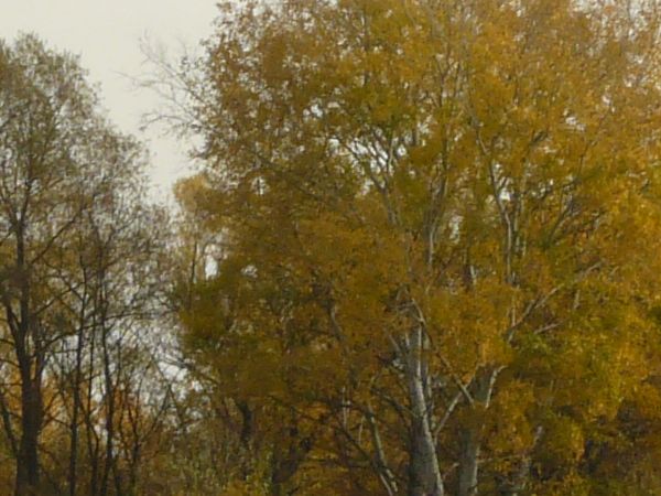 forest side view texture 0004 - Texturelib